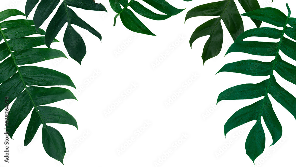 Monstera pinnatipartita leaves (Siam Monstera) large green leaves that ...