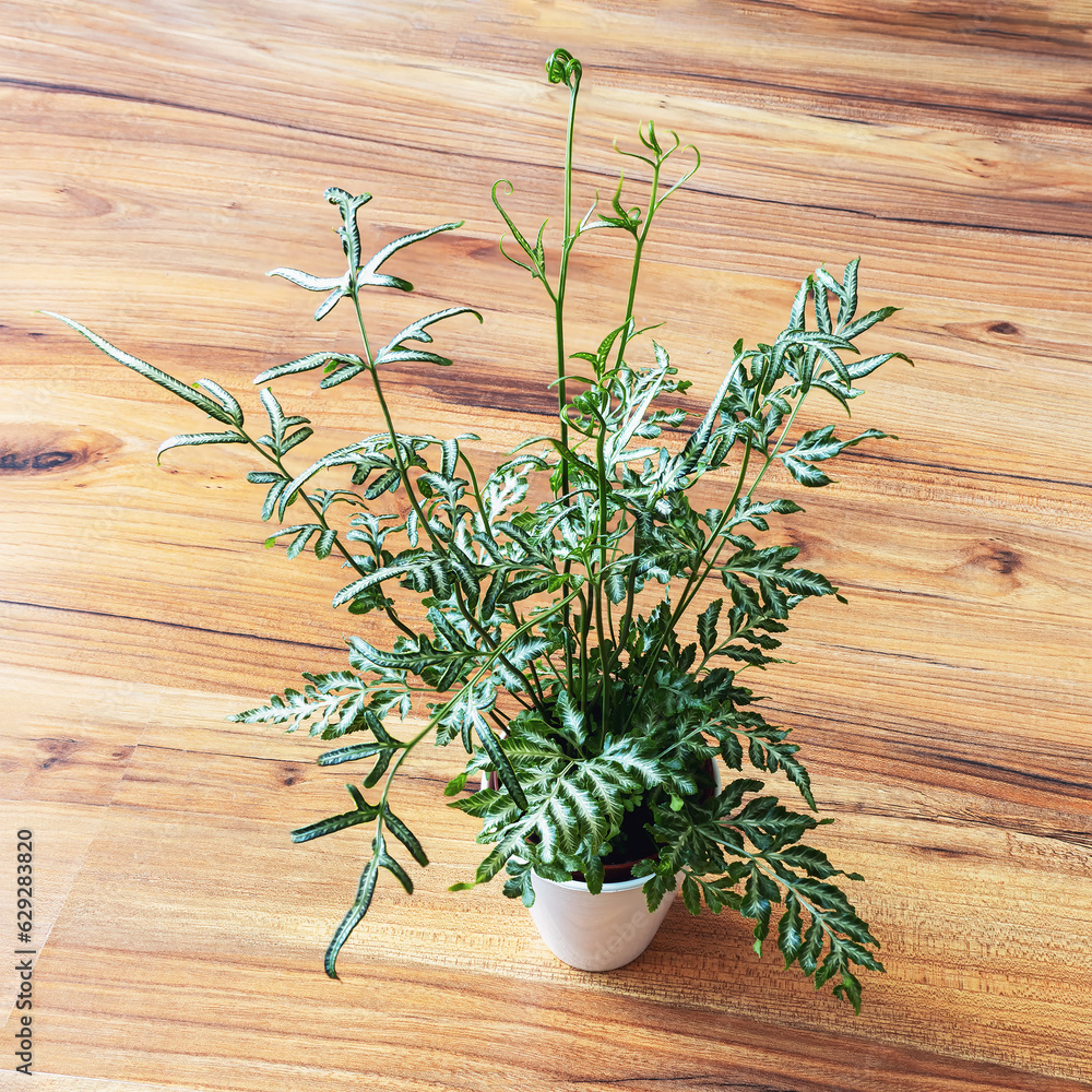 Pteris cretica is called the brake of Crete, a plant with banded fern ...