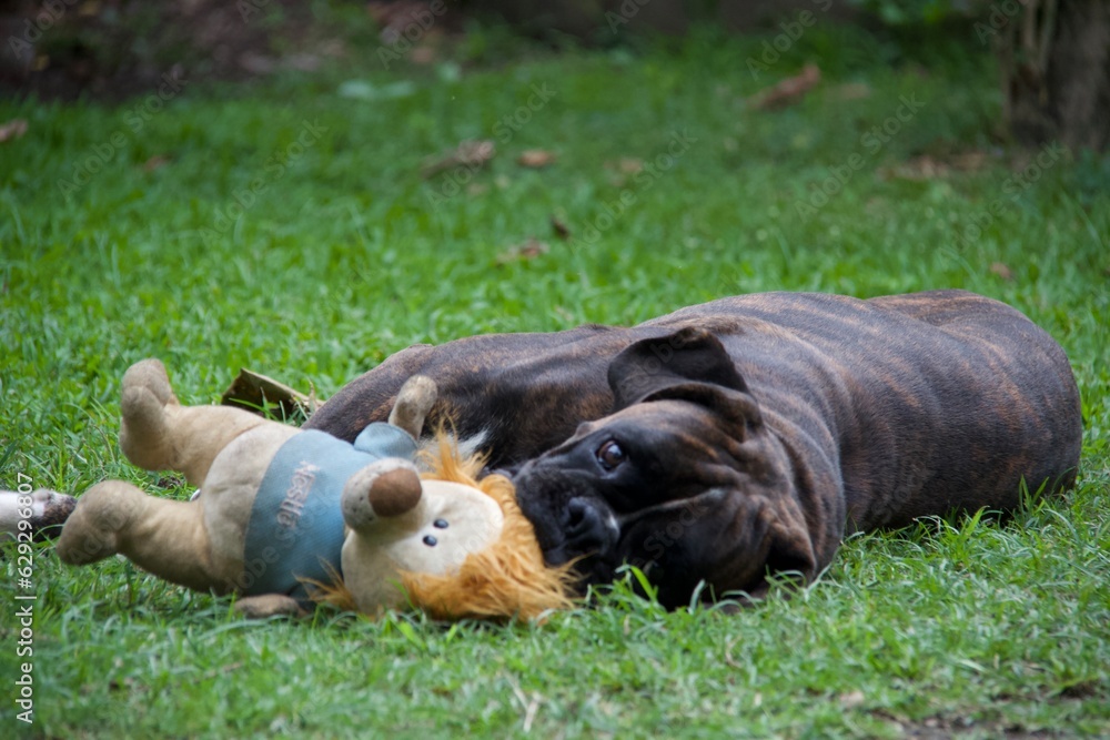 Cachorro da raça boxer tigrado brincando com pelucia na grama verde ...