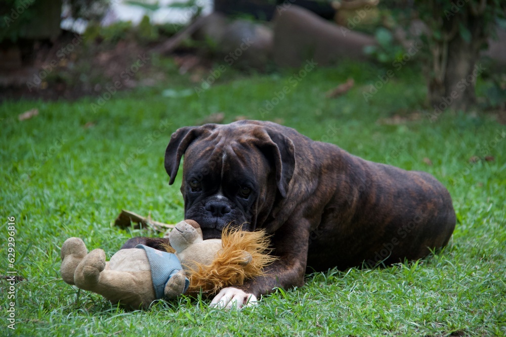 Cachorro da raça boxer tigrado brincando com pelucia na grama verde ...