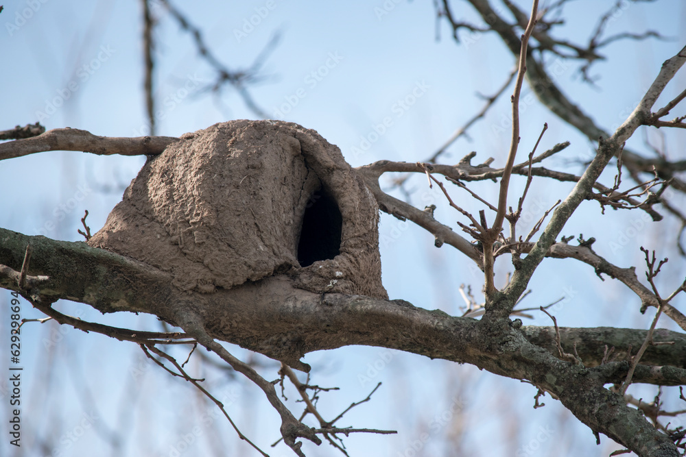 Nidos de hornero en las ramas de un árbol. Furnarius rufus Stock 写真 ...