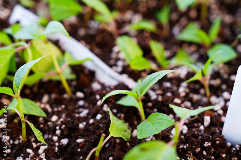 Foto de Growing Hydrangeas from Cuttings. Seedlings in their ...