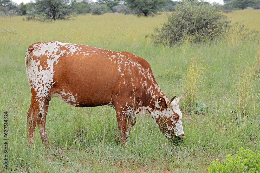 Poster Nguni cow - indigenous cattle breed of South Africa - on a rural ...