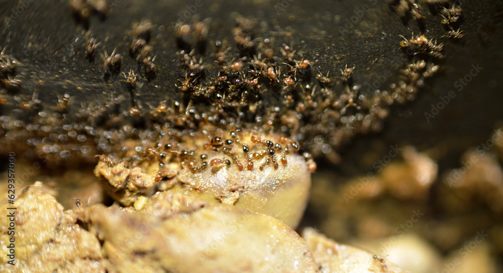 Large numbers from ant colony picking up and transferring food of ...
