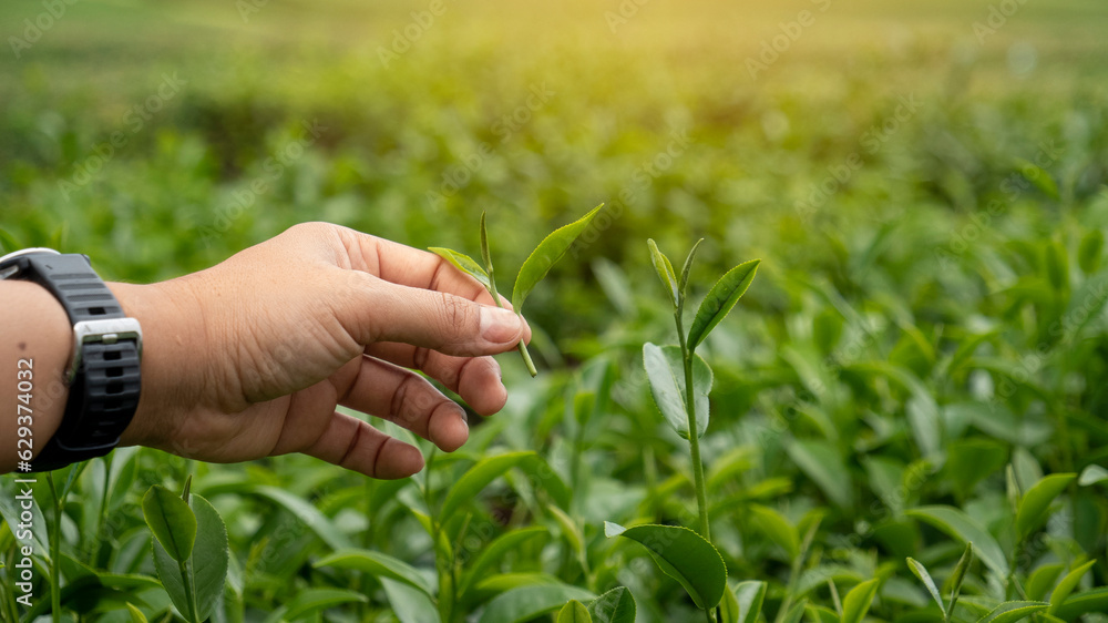 Woman Hand holding harvest plucking black green tea herbal agriculture ...