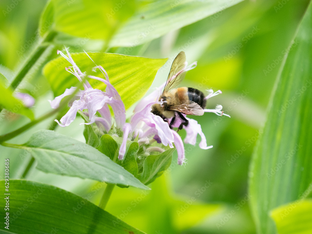 Bombus affinis, commonly known as the rusty patched bumble bee, is a ...