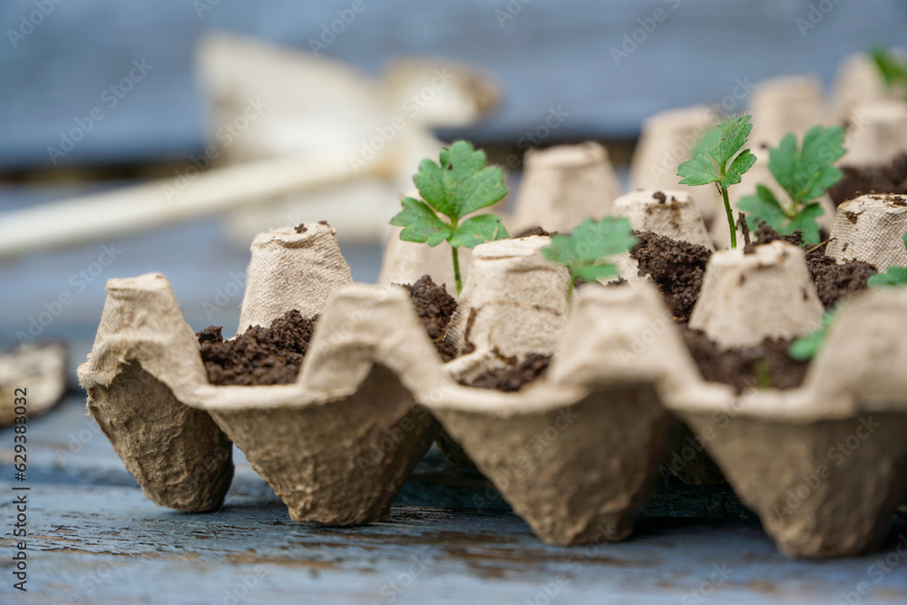 A creative display of sustainability, featuring a recycled egg carton ...