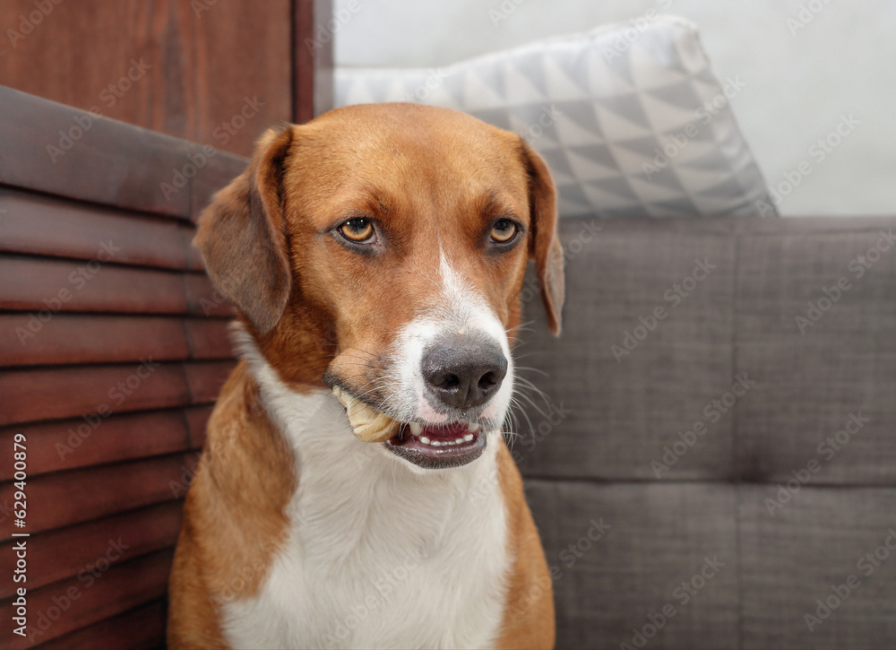 Dog with chew bone in mouth looking at camera. Cute puppy dog with ...