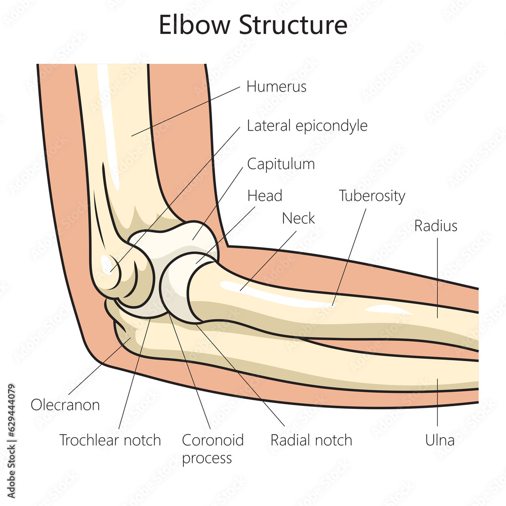 Anatomy structure of the human elbow diagram schematic raster ...