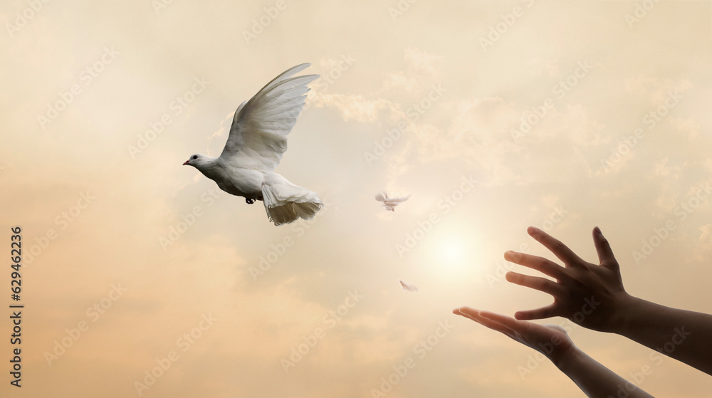 Praying hands and white dove flying happily on blurred background with ...