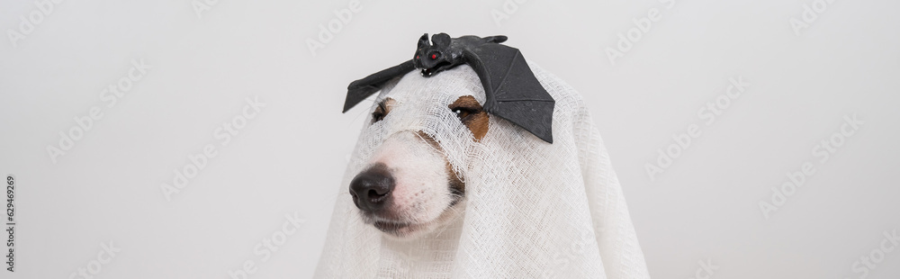 Dog Jack Russell Terrier in a ghost costume with a bat on his head on a ...
