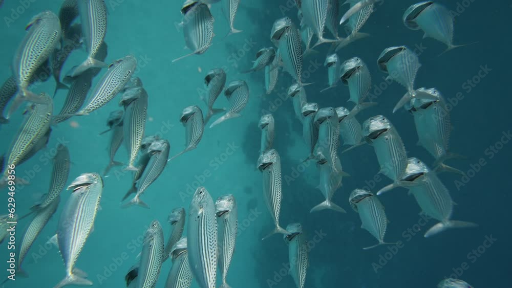 silversides hiding behind secret rocks under sun shine and beams ...
