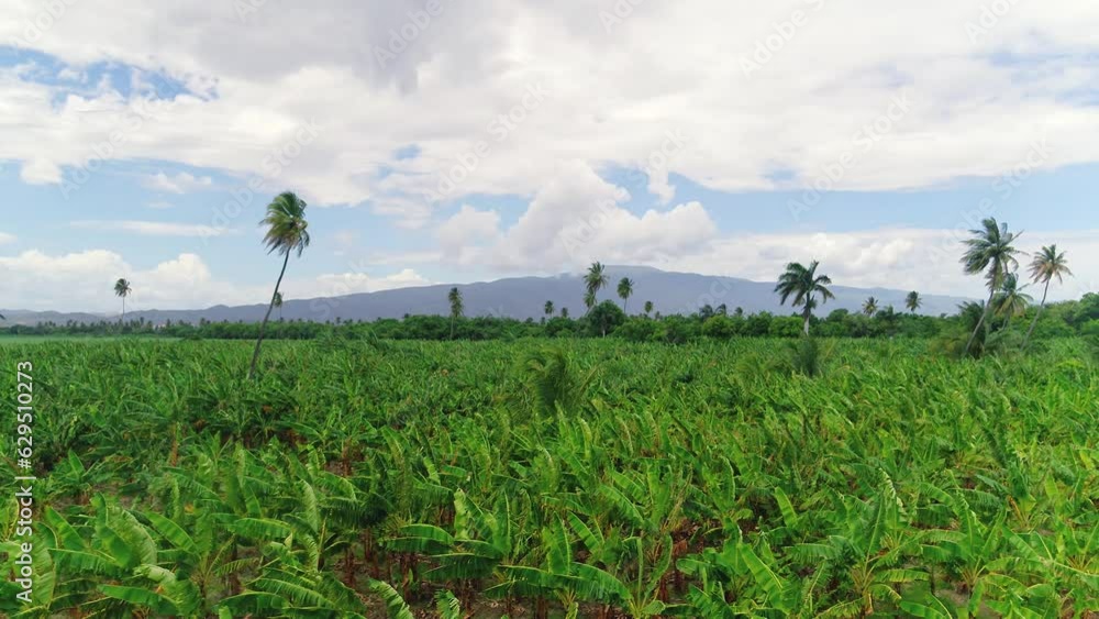 Growing bananas in the Dominican Republic. Traditional farming. Green ...