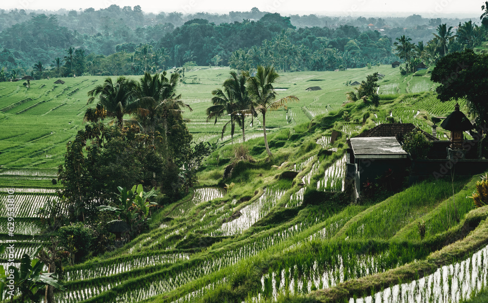 Top view of rice terrace with water. Landscape photo of rice plantation ...