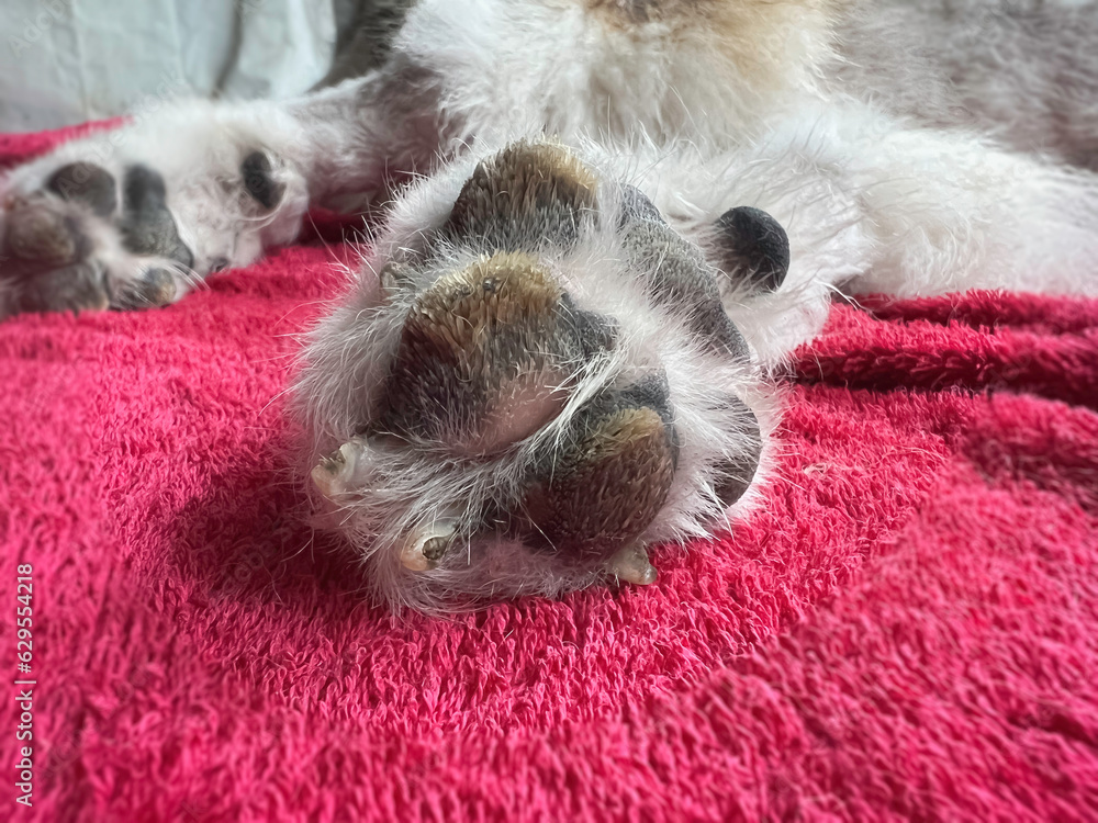 Foto de Rough thickness and dry skin texture on dog paw.The Nasodigital ...