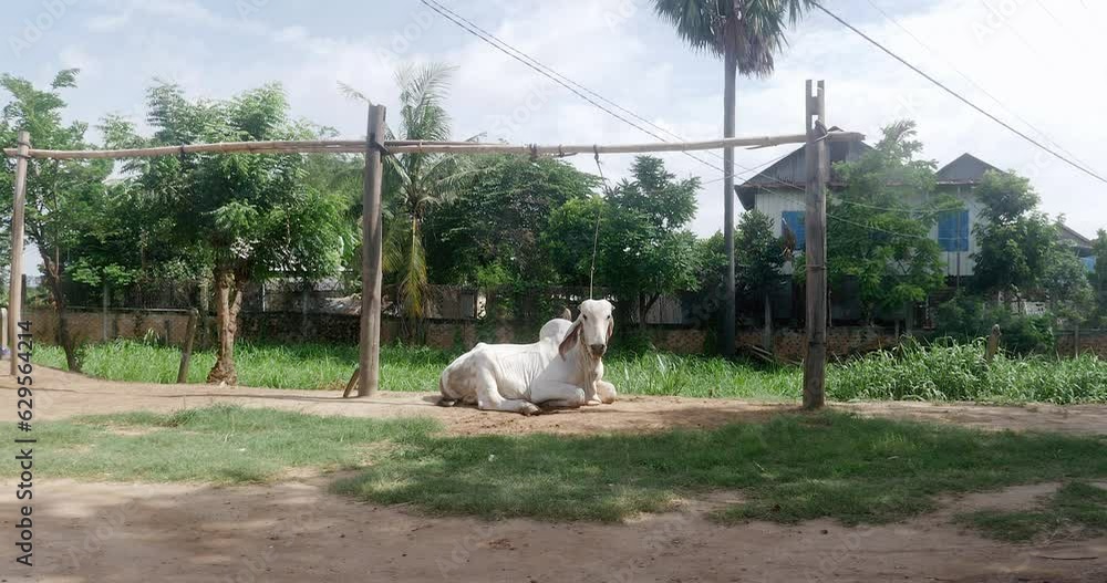 White male zebu sitting tied up with rope in a farm. A breeding male ...