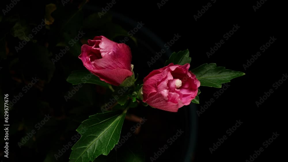 Time lapse footage of two pink Syrian Hibiscus syriacus flowers growing ...