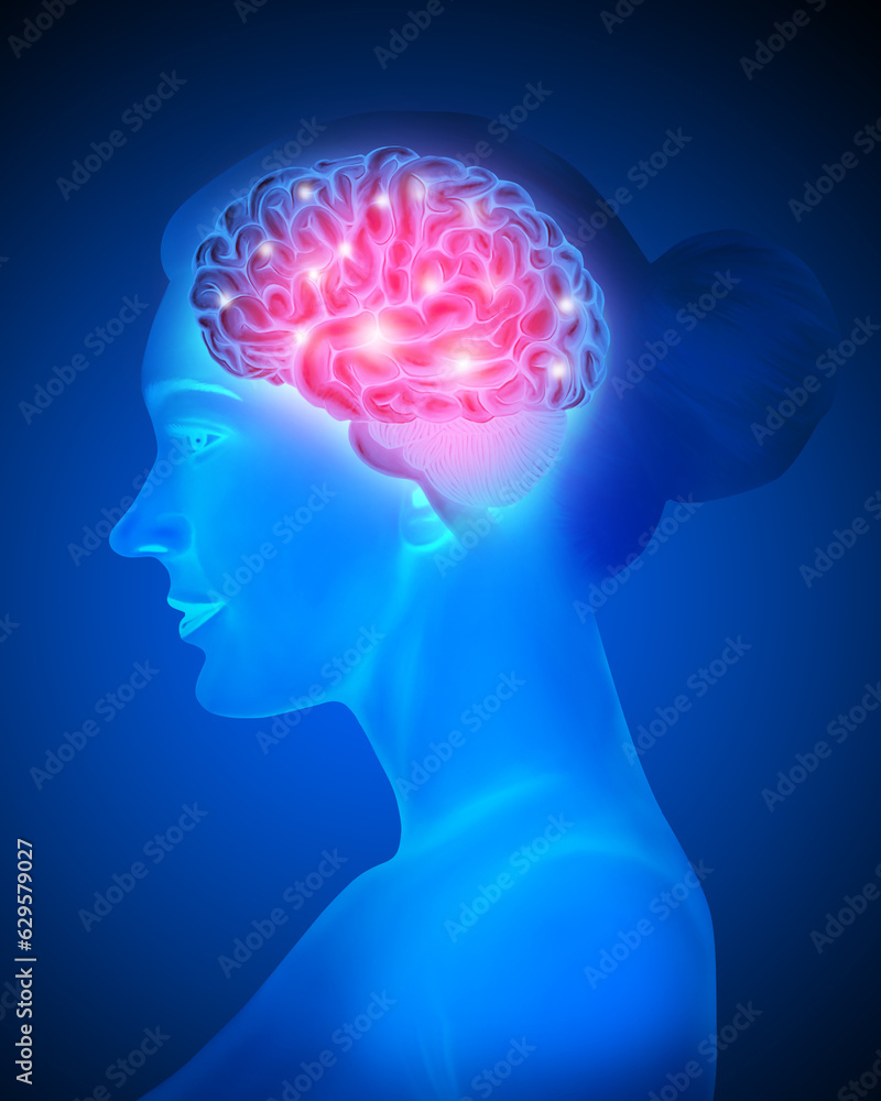 Human brain anatomy illustration Stock Illustration | Adobe Stock