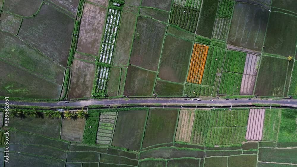 Bird's eye view of the road in the middle of the rice fields. A small ...