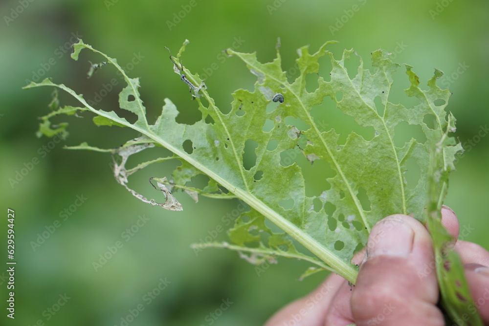 Insectos alimentandose de las hojas de hortalizas Stock Photo | Adobe Stock