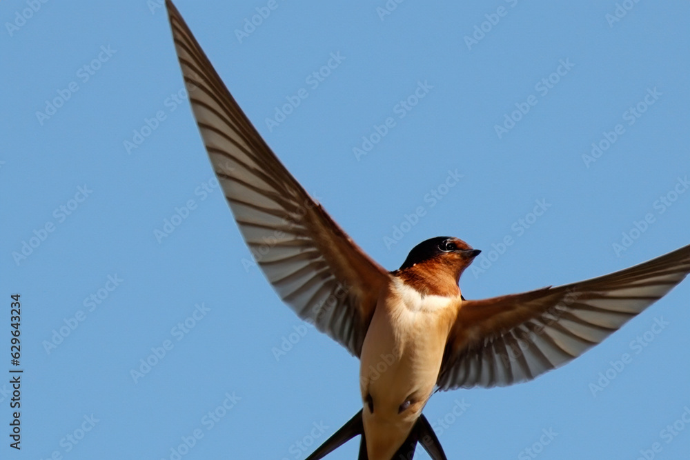 Swallow. Set of swallows. Portrait of a flying swallow in front of a ...