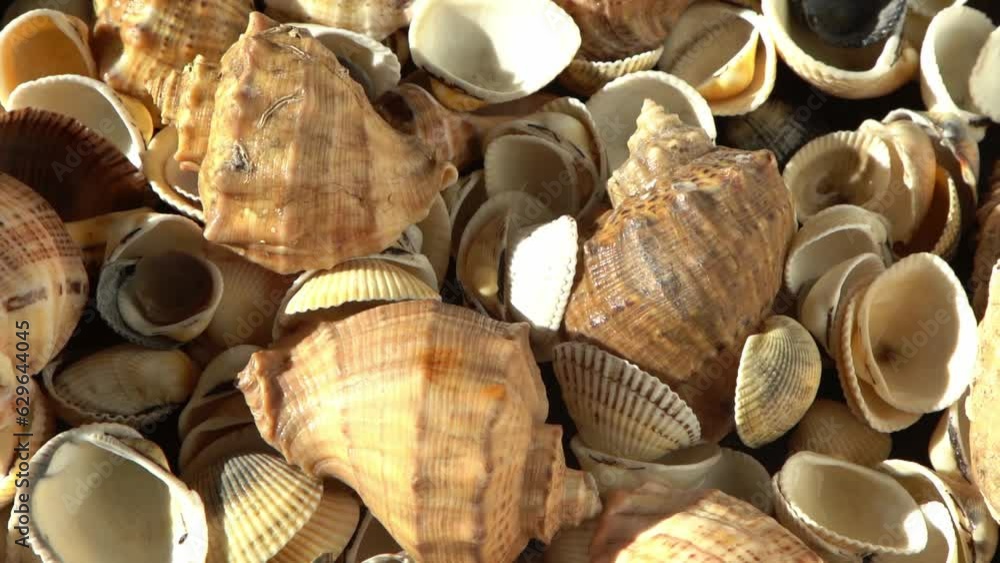 Sea shells on the beach. Summer background. Rapan conch shell top view ...