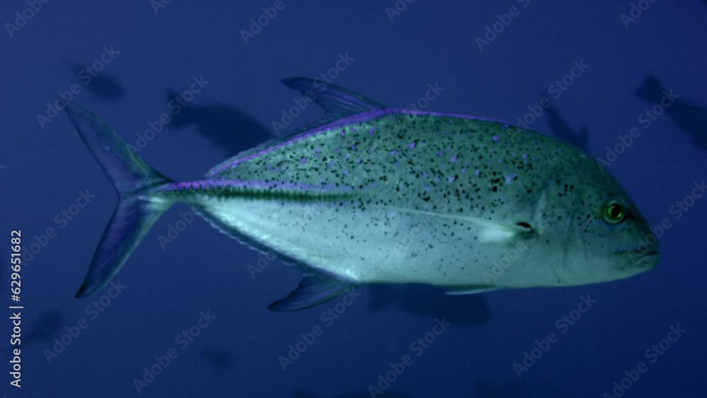 Portrait of the Bluefin trevally, also known as the bluefin jack ...