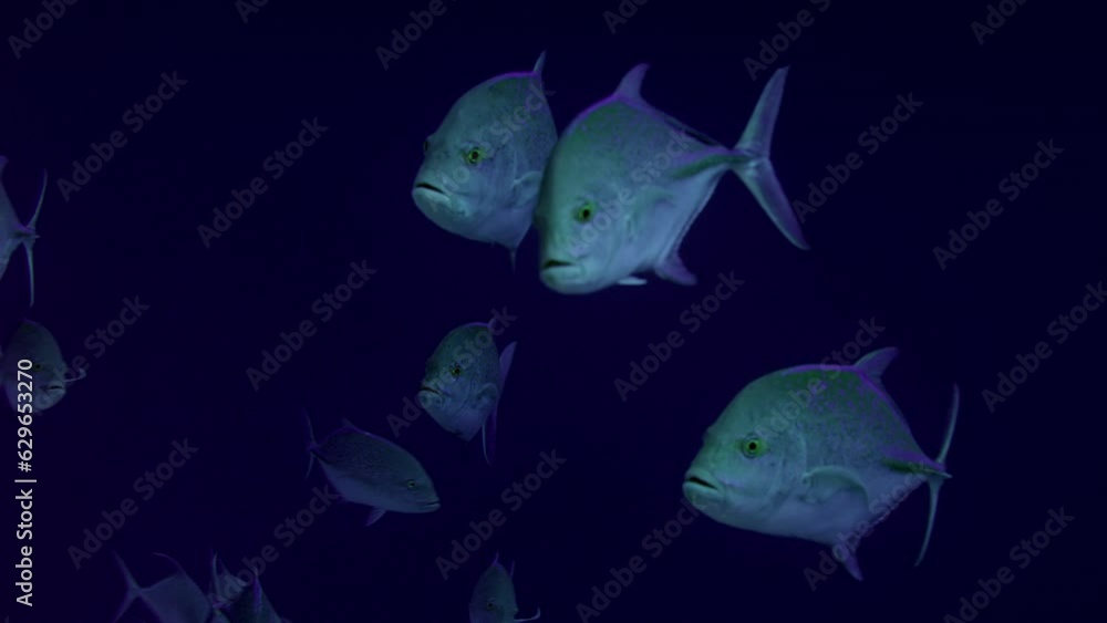Portrait of the Bluefin trevally, also known as the bluefin jack ...
