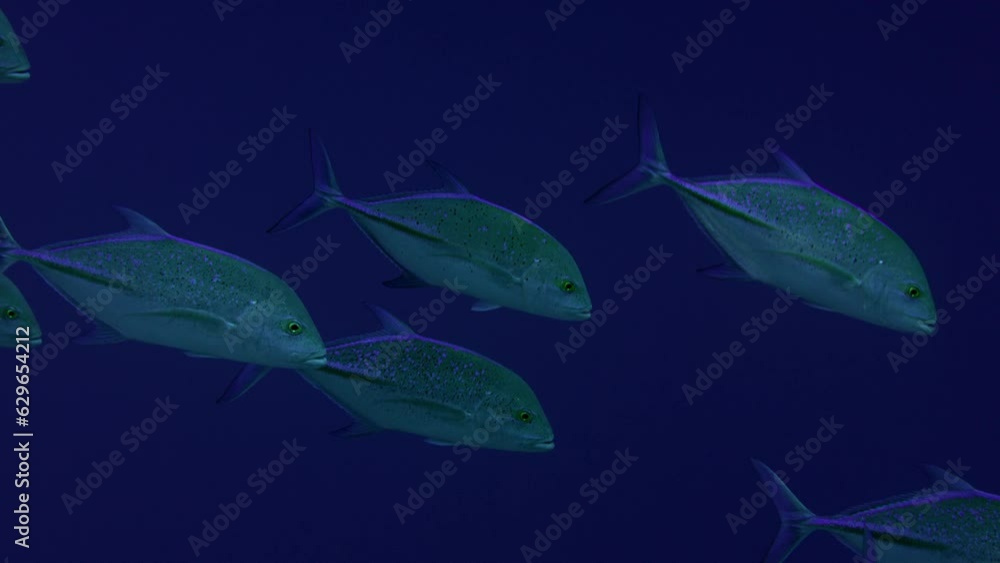 Portrait of the Bluefin trevally, also known as the bluefin jack ...