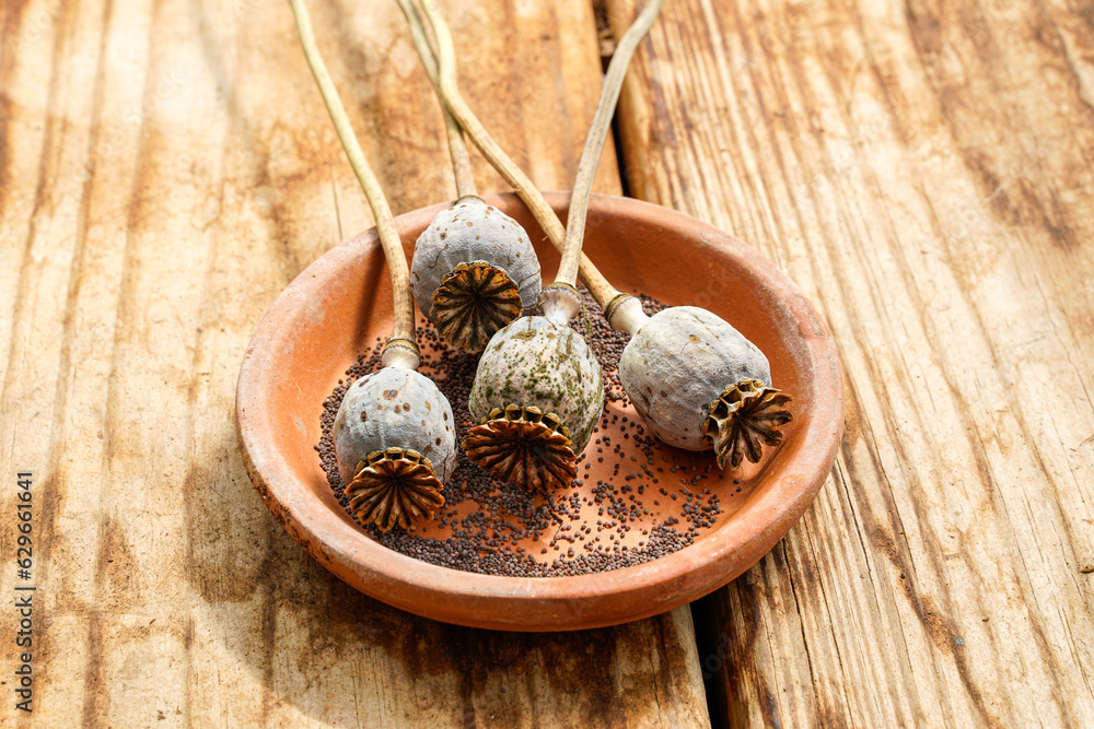Poppy flower seed pods laying on a terra cotta plant saucer. Many seeds ...
