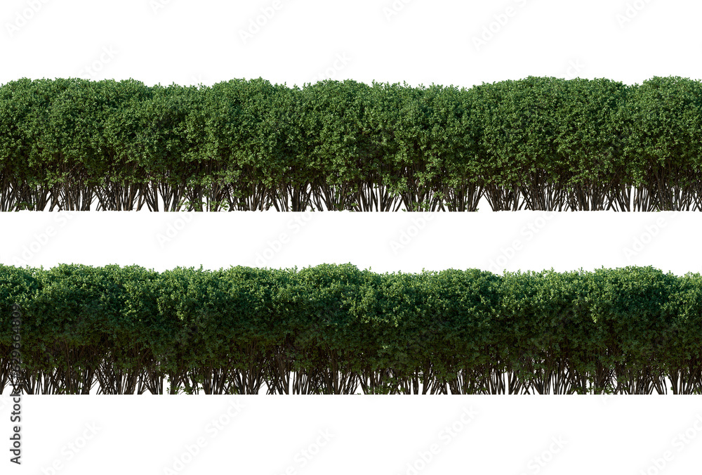 frontal view of a hedge (cotoneaster, spirea, ligustrum) bush isolated ...