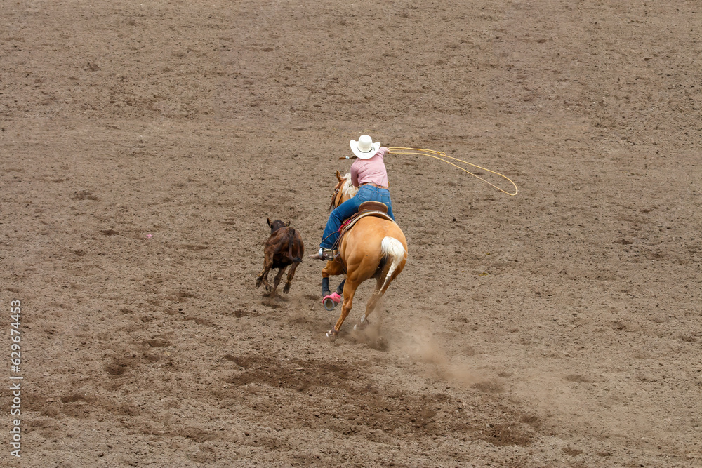 A cowgirl is riding a horse in pursuit of a calf. She is trying to ...