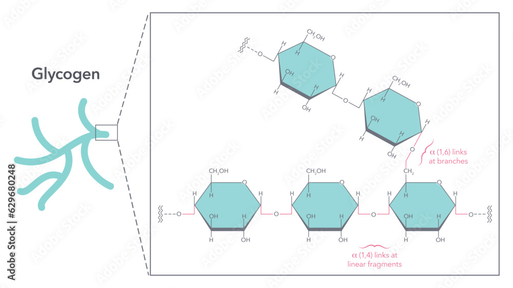 Glycogen Structure and Linkages biochemistry vector illustration ...