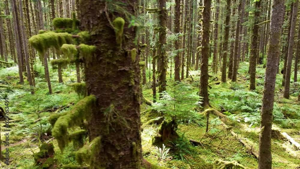 Vidéo Stock Located on the Olympic Peninsula, the moss-covered Hoh ...
