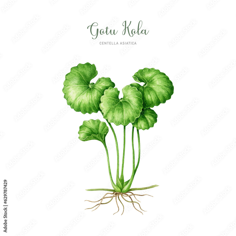 Gotu kola plant vintage style watercolor botanical illustration. Hand ...