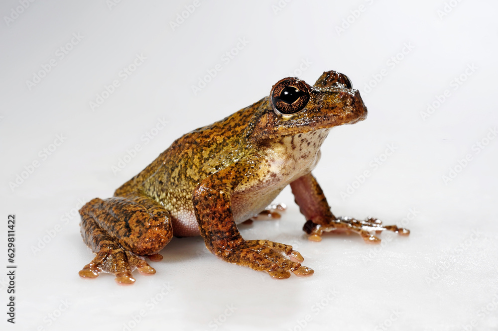 Hispaniolan giant tree frog // Haiti-Riesenlaubfrosch,(Osteopilus ...