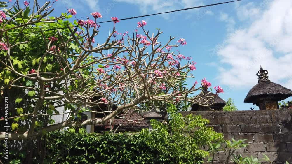 Balinese Tree Signature Flower Pink Frangipani Blue Skyline and Ancient ...