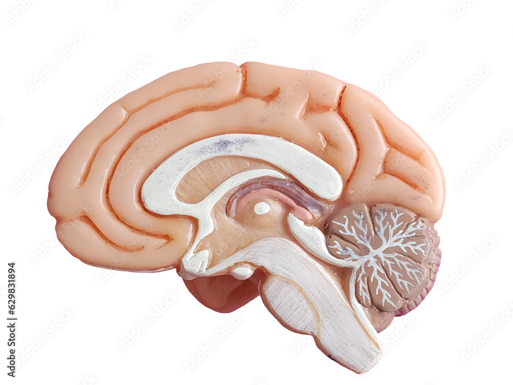 human brain anatomy model,die-cut, transparent background Stock ...