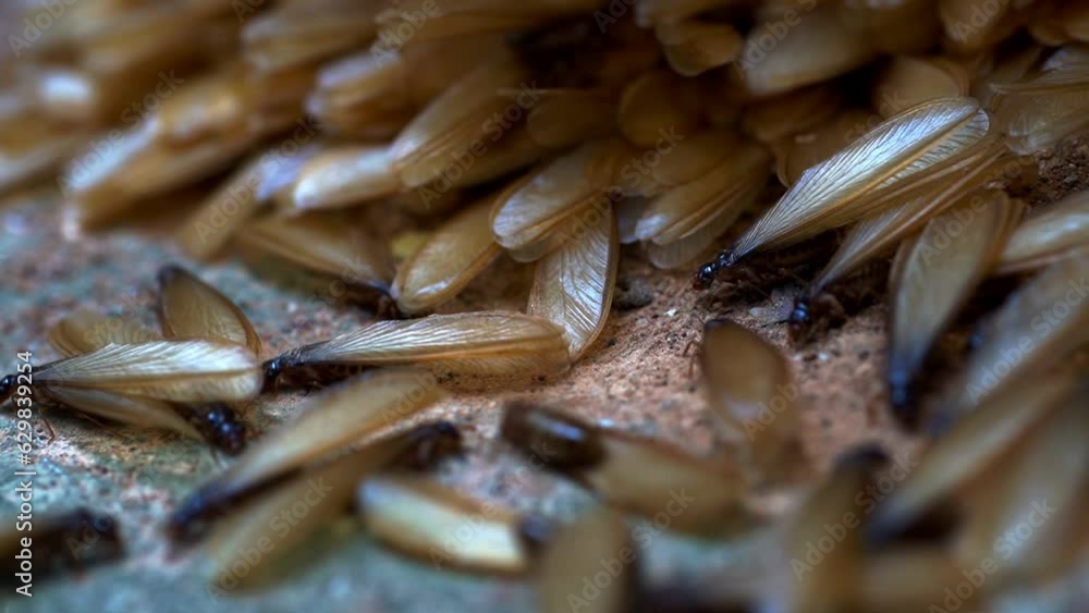 Moth or mayfly is termites flying to the neon lights of the night. On a ...