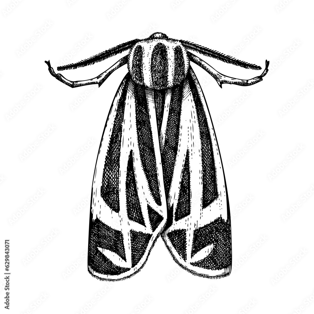 Sketched Jersey Tiger moth illustration. Hand-drawn butterfly in ...