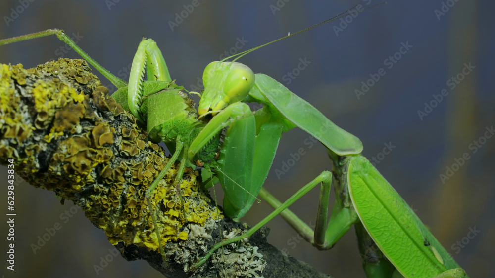 Sexual cannibalism, Close-up portrait of large female green praying ...
