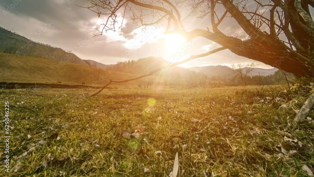 4K UHD time lapse of death tree and drought disaster, dry yellow grass ...