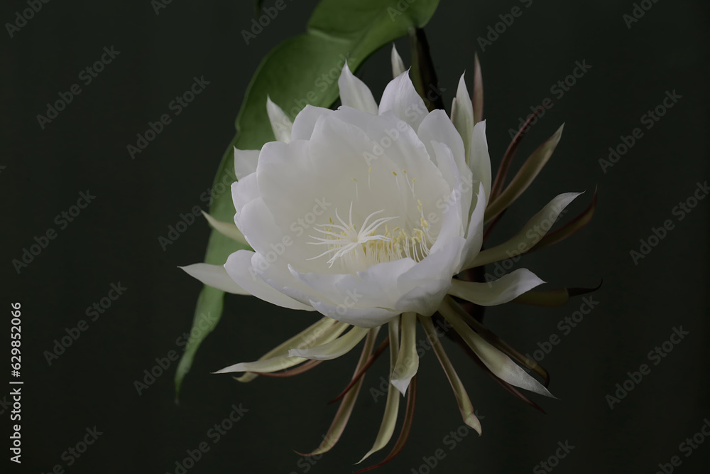 The elegance of the Dutchman's pipe flower in full bloom. This flower ...