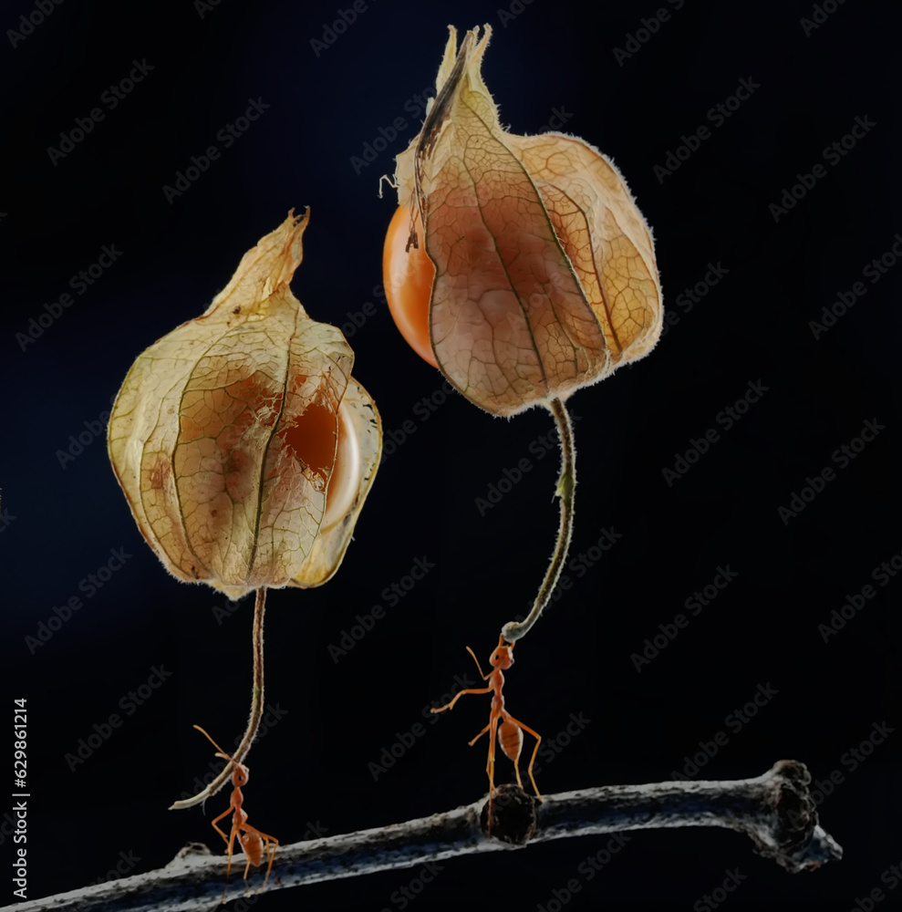 Concept photo of two weaver ants lifting wild plant fruit. This bright ...