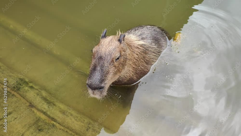Close up a Capybara Soak in water, eat carol, and defecate in the water ...