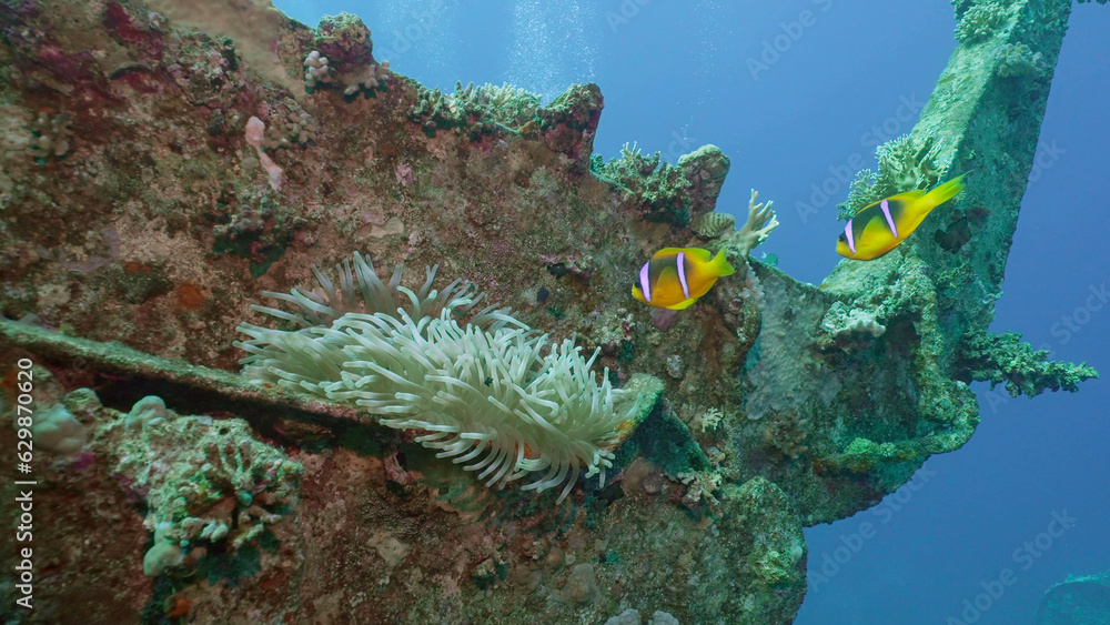Pair of Red Sea Clownfish or Threebanded Anemonefish (Amphiprion ...