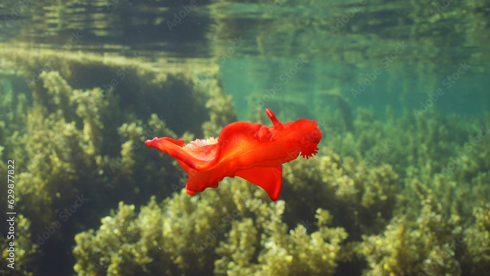 Bright red sea slug dancing swims over thickets Seaweed Brown Sargassum ...