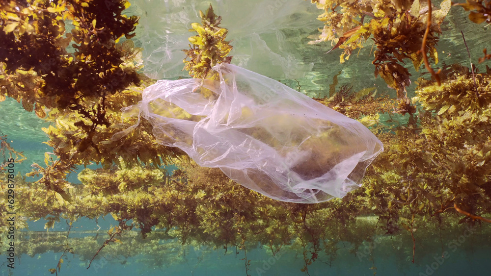 Disposable transparent plastic bag drifting Seaweed Brown Sargassum on ...
