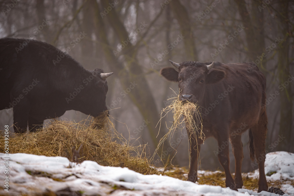 Ruminantia bovidae domestic animals at the farm on a foggy day. Two ...