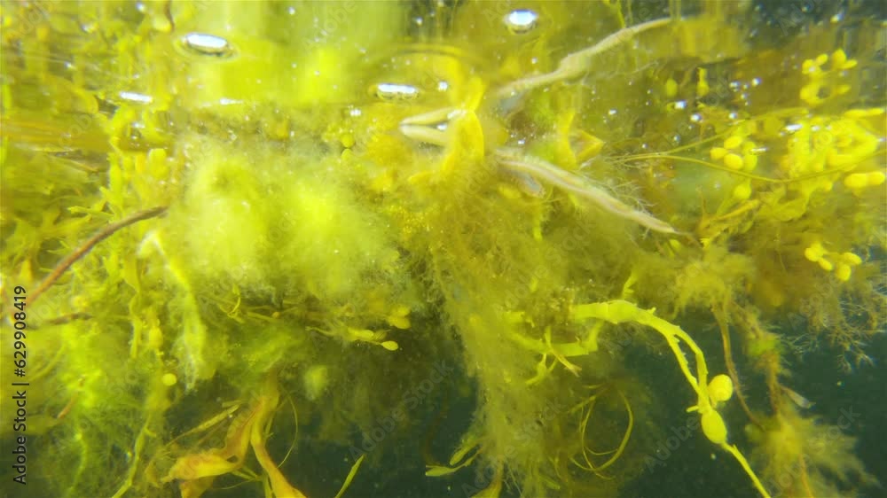 Worm Polychaeta Nereis virens (Alitta virens) from family Nereididae ...